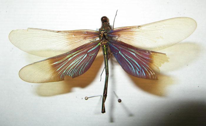 蜻蜓学研究